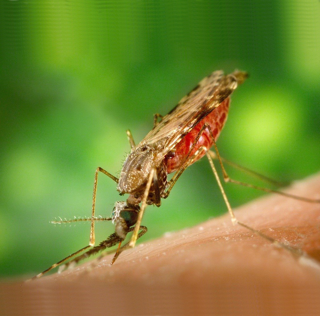 World Malaria Day 2025: Cochrane evidence on preventive interventions ...